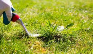 Types Of Stickers In Grass (How To DIY Guide)